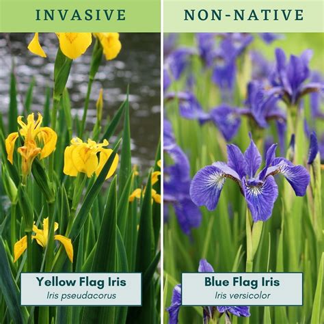 Is Blue Flag Iris Invasive