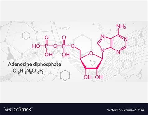Adp Or Adenosine Diphosphate Molecular Structure Vector Image