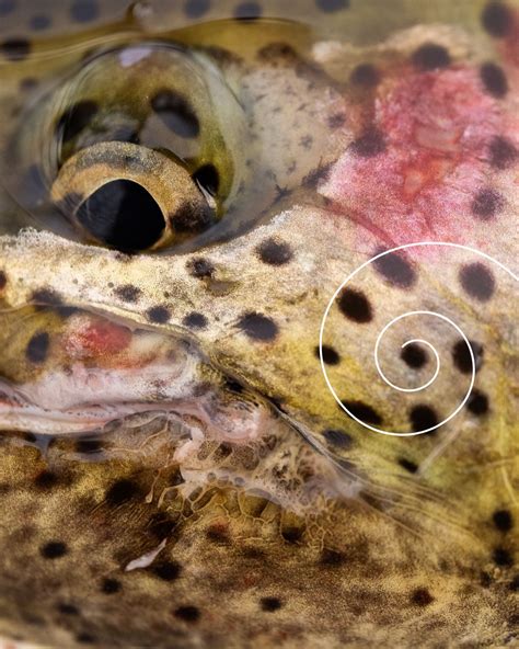 brian walencik on linkedin the fibonacci sequence illustrates the balance and structure found in…