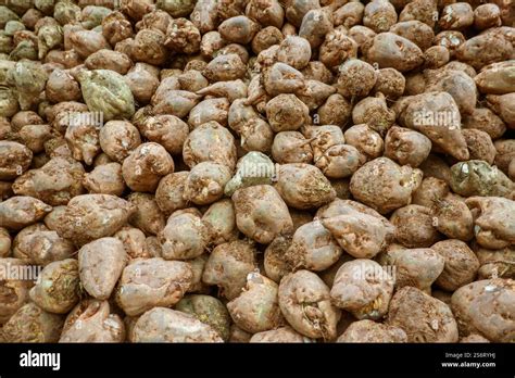 Sugar Beet Sugar Beet Beet Root Sugar Beet Root Beta Vulgaris Var Altissima Pile Of