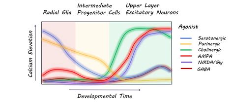 Intermediate Neuron