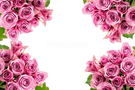 분홍색 배경 장미 꽃 장미배경 Unimode 사진 발렌타인 자연 장미 배경 핑크 꽃 꽃다발 꽃잎 색상 사랑