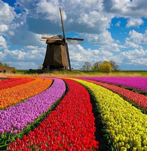 Tulips And Windmills The Netherlands Landscape Scenery Beautiful