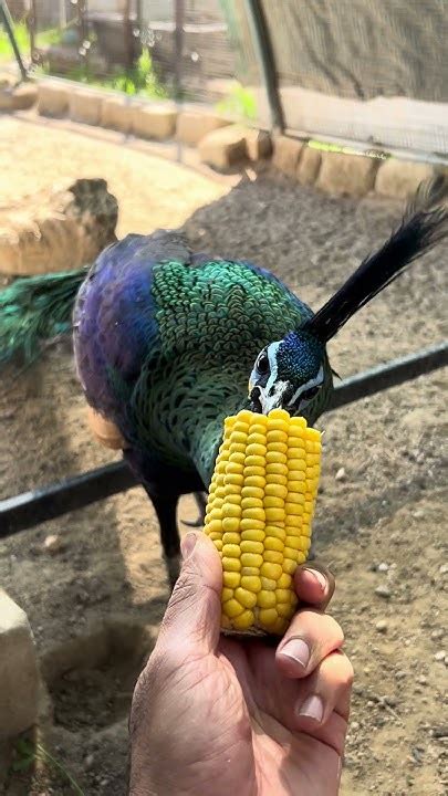 Feeding Tame Green Peacock Fresh Corn Youtube