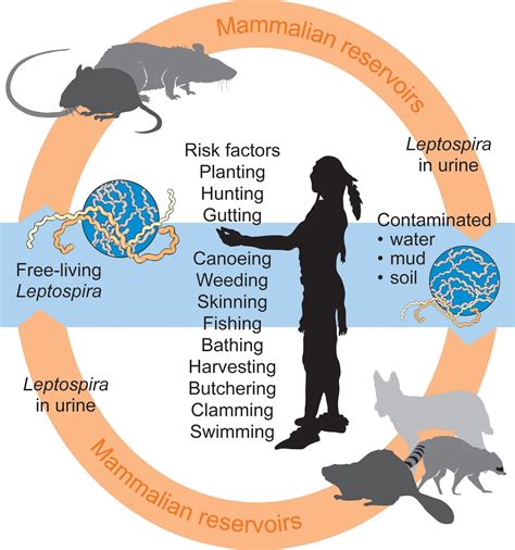 Penyakit Leptospirosis Homecare24