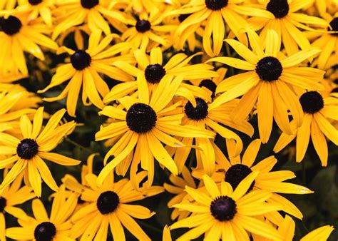 15 Salvia Companion Plants Best Flowers To Grow With Salvia Green