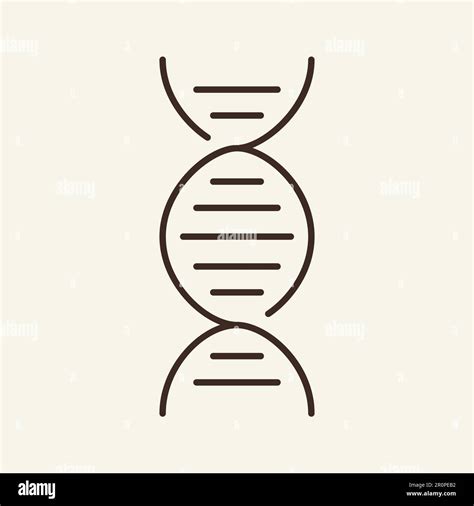 Linear Dna Genome Stock Vector Images Alamy
