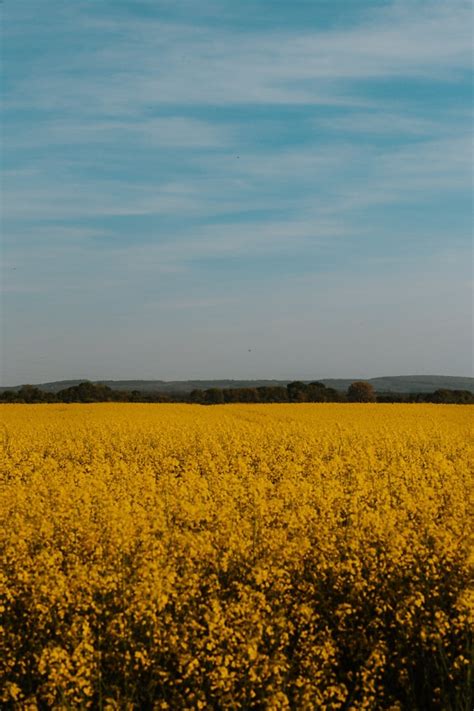 무료 사진 여름철 유채 평지