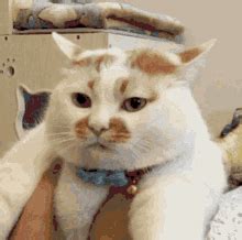 Cat Licking Pussy S Tenor
