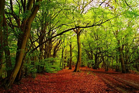 Forest Trees Woods Free Photo On Pixabay Pixabay