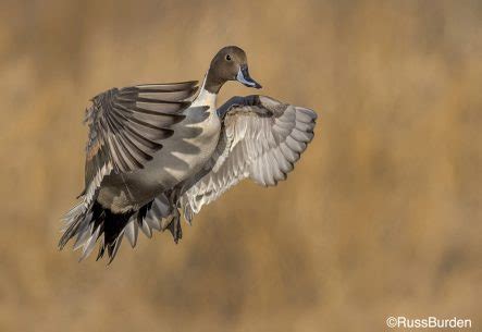 How To Capture Tack Sharp Nature Photos Outdoor Photographer
