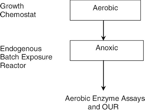 Redox Conditions Imposed During The Various Phases Of The Experimental Download Scientific