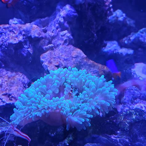 Added A Few New Shrimp This Sexy Shrimp Preferred This Over The