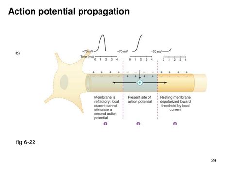Ppt Neuron Structure Powerpoint Presentation Free Download Id 1281271