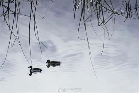 徐爽乂遠方 每日頭條
