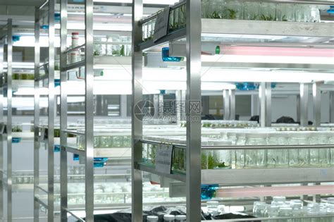 植物组织培养科学研究实验室在无菌瓶中种植绿色高清图片下载 正版图片502860706 摄图网