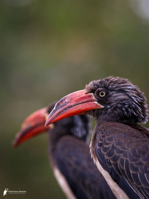 3775 Capture The Day