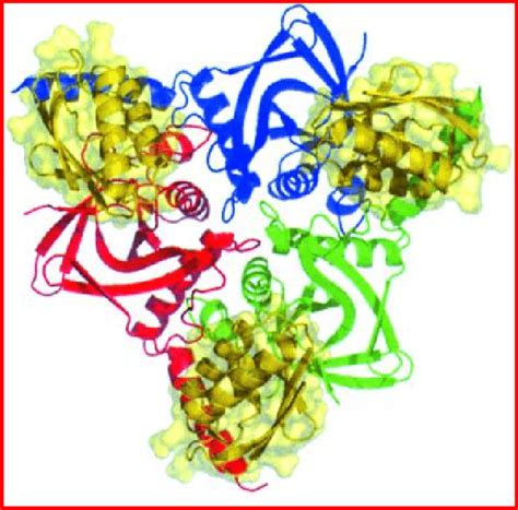 Le complexe HPr HprK P de L casei Les trois sous unités de l hexamère Download Scientific