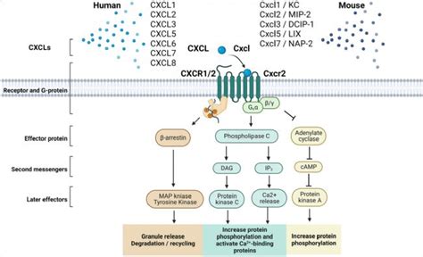跨越种属差异：人源化小鼠加速cxcr2靶向炎症与肿瘤疗法开发生物器材网