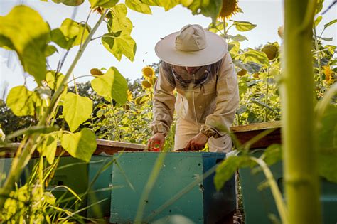 꿀벌과 함께 Frsme에서 제거하는 꿀 수집으로 일하는 양봉가 정장을 입은 사람 살구 개념입니다 해바라기가 가득한 들판의 천연