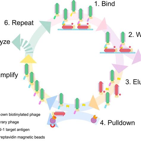 Phage Vs Phage Selection Strategy 1 Biotinylated Phage Displaying
