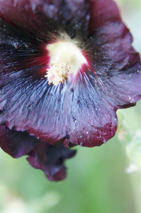 Emo By Flora File Tumbex