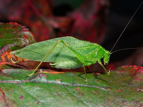 Katydid Bug