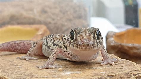 ソメワケササクレヤモリ 爬虫類専門店 Satisfactory 大阪梅田
