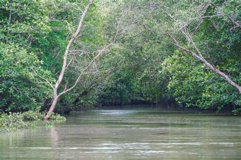 Mangrove Trees In A Peat Swamp Forest And A River With Clear Water