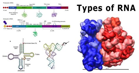 Label The Following Types Of Rna Modification