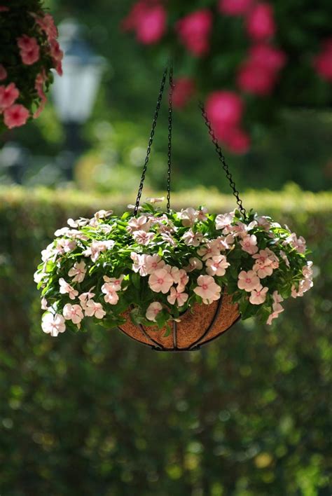 Trailing Vinca Hanging Baskets At Jacob Lutz Blog