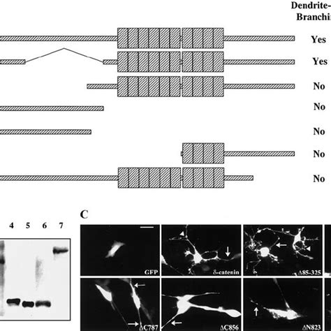 Characterization Of ␦ Catenin Truncation Mutants A A Schematic