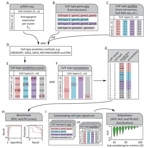 schematic of a process to benchmark automated cell type prediction