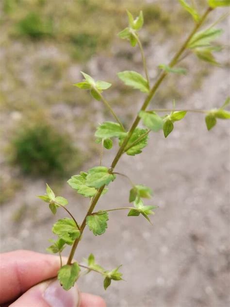 observation veronica persica poir louis bonnet apr 1 2022 weeds pl ntnet identify