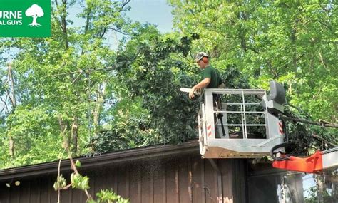 Making The Trees On Your Property Safe Melbourne Tree Removal Guys