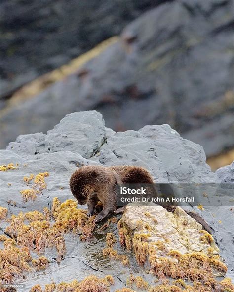 A Marine Chungungo Otter Looks For Food On The Coast Of Northern Chile