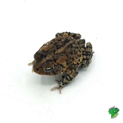 Southern Toad Juvenile To Adult Strictly Reptiles
