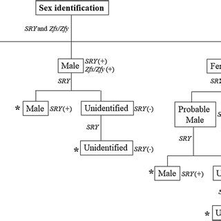 Flowchart Showing The PCR Reactions For Molecular Sex Identification Download Scientific