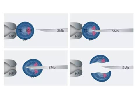 Embryo Splitting Pptx