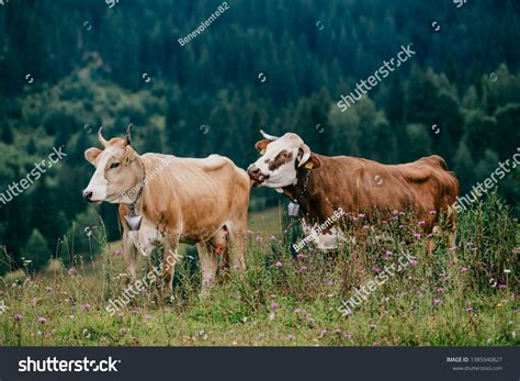 Two Funny Spotted Cows Playing Sex Stock Photo Shutterstock