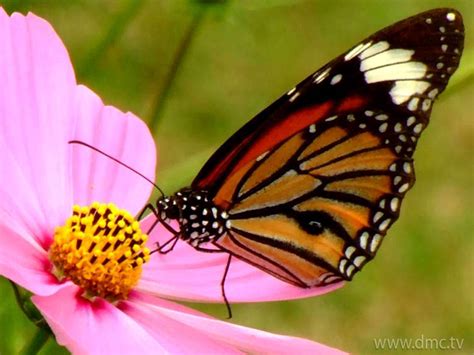 Flower 470 รูปภาพดอกไม้สวยๆ