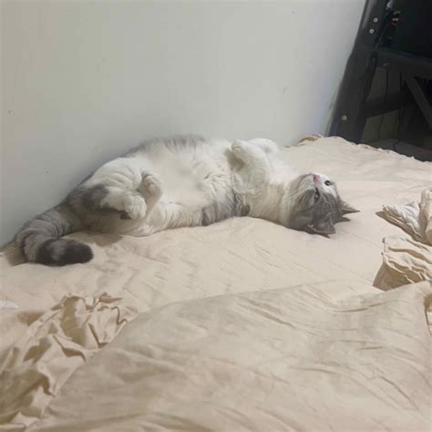 拨开云雾见青天全部小说作品 拨开云雾见青天最新小说在线阅读 拨开云雾见青天全部小说免费阅读 Qq阅读男生中文历史网