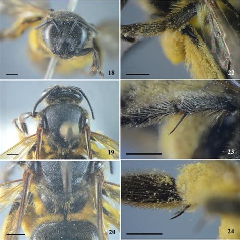 Metaphycus Cylindricus Sp N Female 50 Antenna 51 Mesoscutum 52 Download Scientific Diagram