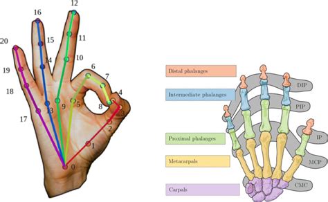 a is openpose hand skeleton [33] and the indices of hand are used in download scientific