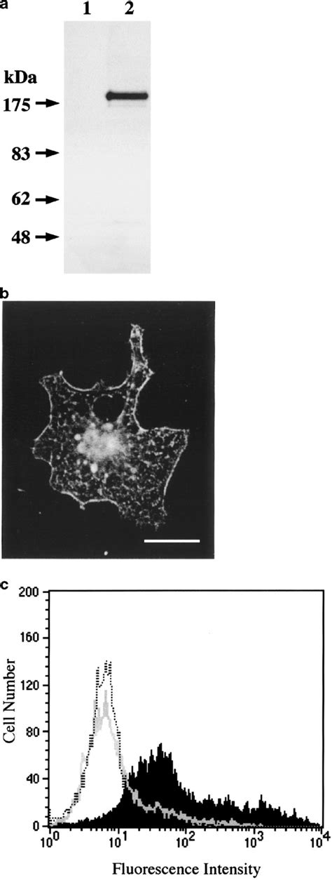 Expression Of Cd109 In Human Cancer Oncogene