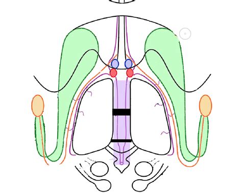 Diagram Of Axial Subcortical Structures Quizlet