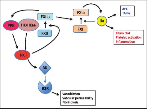 Eculizumab Semantic Scholar