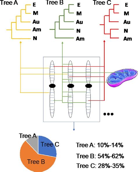 Schematic Diagram Showing That The Phylogenomic Analyses Reveal Download Scientific Diagram