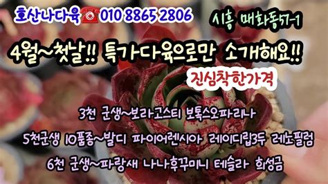4월첫날 호산나다육에서 특가다육으로만 준비3천 보톡스오팔리나 5천군생 발디 레노필럼등10품종~가성비좋은 대품군생몽블랑 Youtube