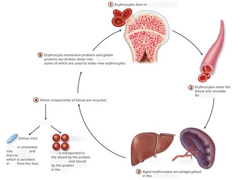 02 PLASMA And THE FORMED ELEMENTS Diagram Quizlet